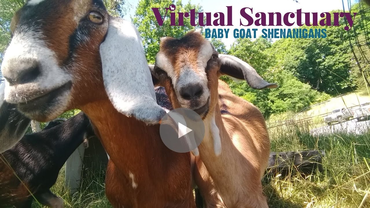 Virtual Sanctuary | Baby Goat Shenanigans - YouTube
