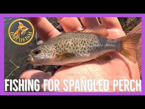 Fishing for Spangled Perch in Highland Park. - YouTube