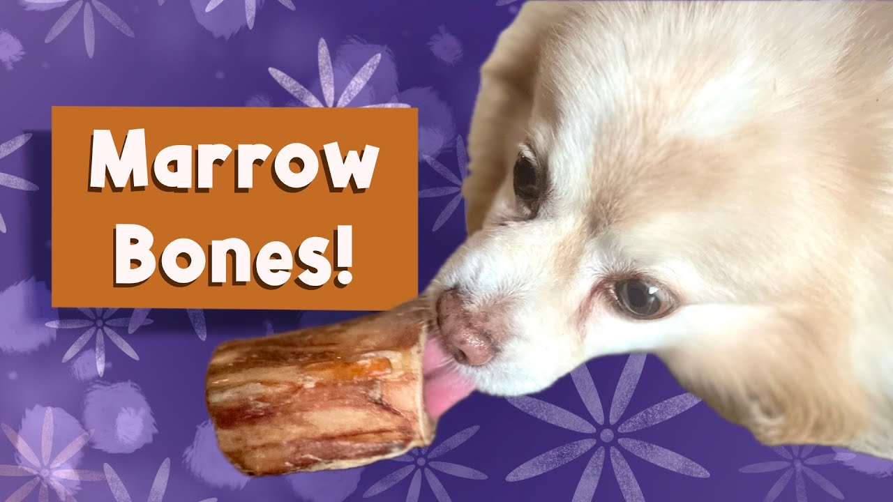 High-Protein Marrow Bones for Dogs – My Pup’s Honest Review - YouTube