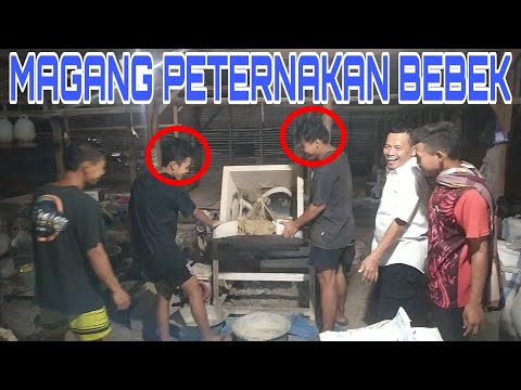KANDANG BEBEK MALAM HARI RAME POLLLL