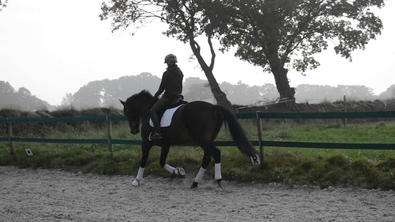 Oldenburger Wallach von Dressage Royal - YouTube