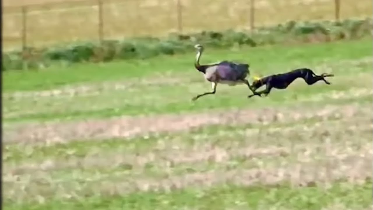 Hunting dog chases Ostrich - YouTube