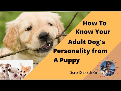 Understanding Adult Dog Personality from a Puppy [+video]