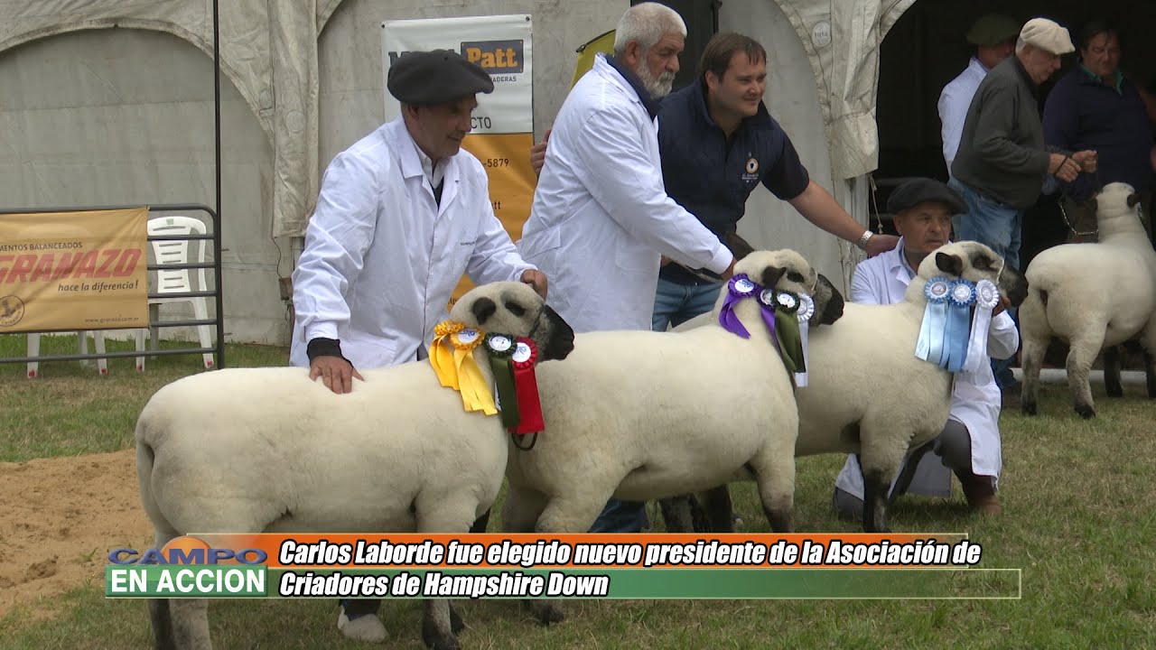 Ovinos - Nuevo presidente de la Asociación Criadores de Hampshire Down ...