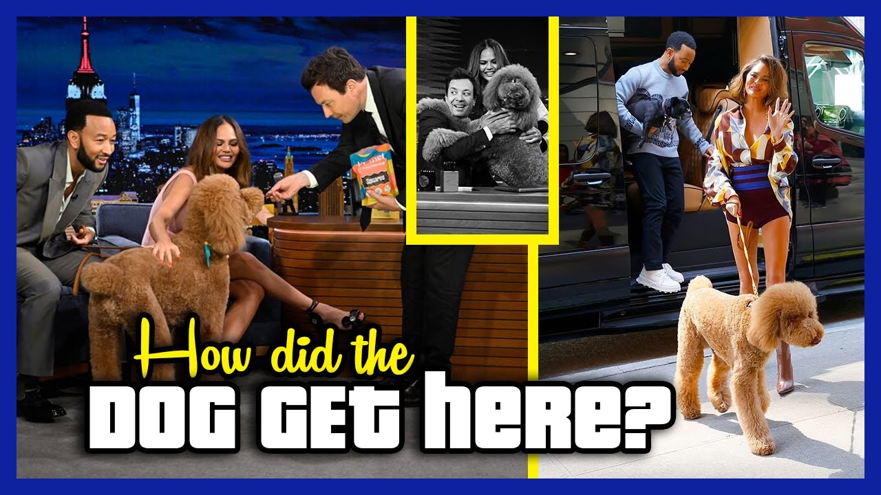 Chrissy Teigen & John Legend's Dog Show - YouTube