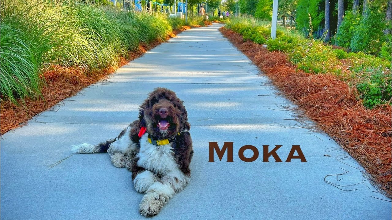 5mo Bernedoodle (Moka) Community K9 | Best Dog Trainers in Florida ...