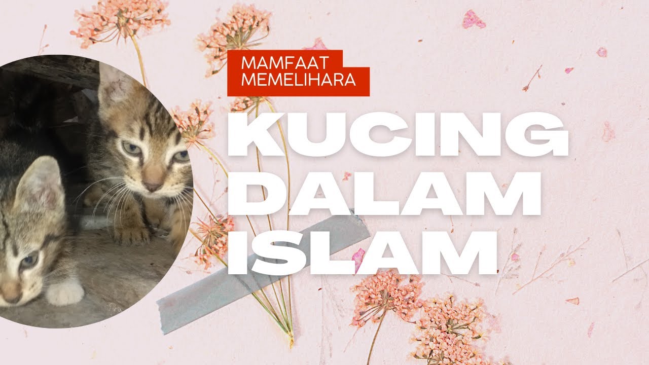 Mamfaat Memelihara Kucing Dalam Islam.#kucing#cat - YouTube