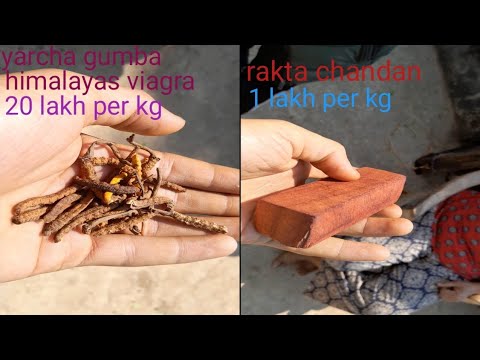 Nepali herbs🌿| yarcha gumba|himalayan viegra|20 lakh per kg| rakta ...