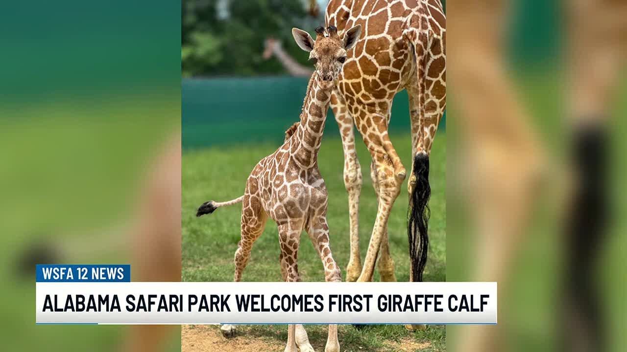 Alabama Safari Park welcomes first giraffe calf - YouTube