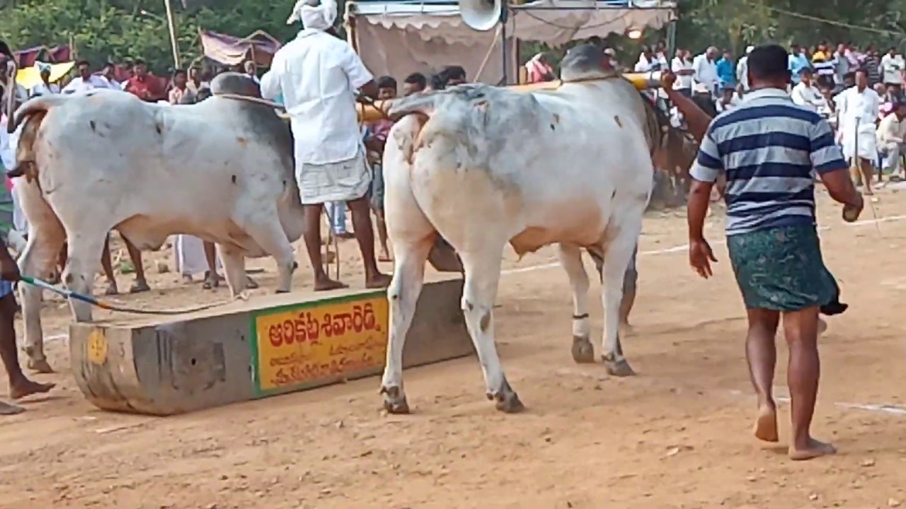 UYYALWADA DMK BULLS IN NAYANALAPPA EDDULA PANDALU YEDDULA PANDALU #MSMK ...