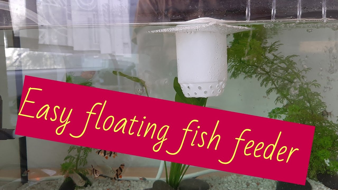 How to make your own easy floating fish feeder at home - YouTube