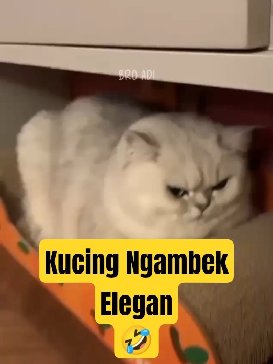 Kucing Ini Ngambek, Paling Elegan di Dunia.#shorts - YouTube