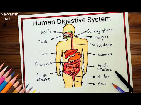 Human Digestive System labelled diagram drawing / Science Projects ...