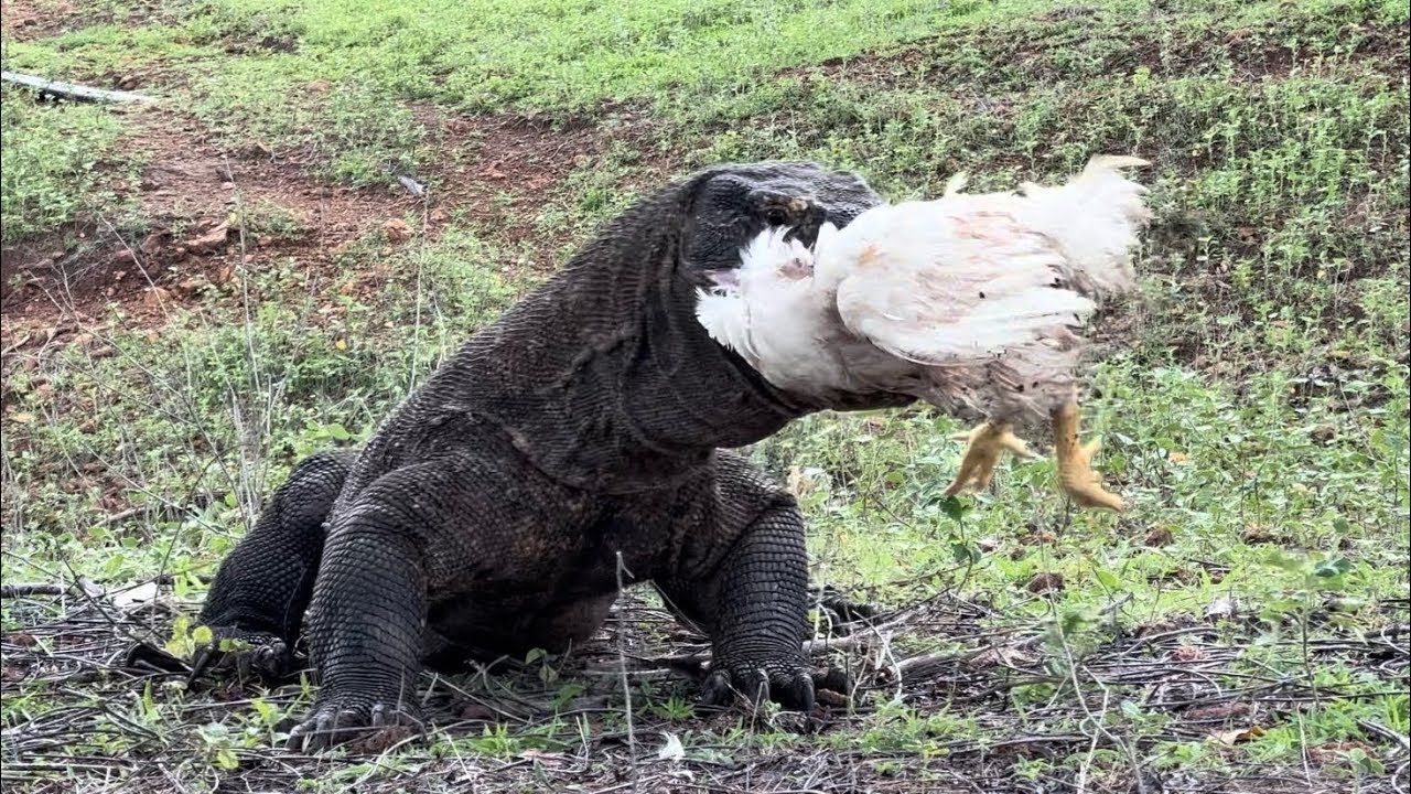 The Rare Moment of Juvenile Komodo Dragon Swallowing full live Chicken ...