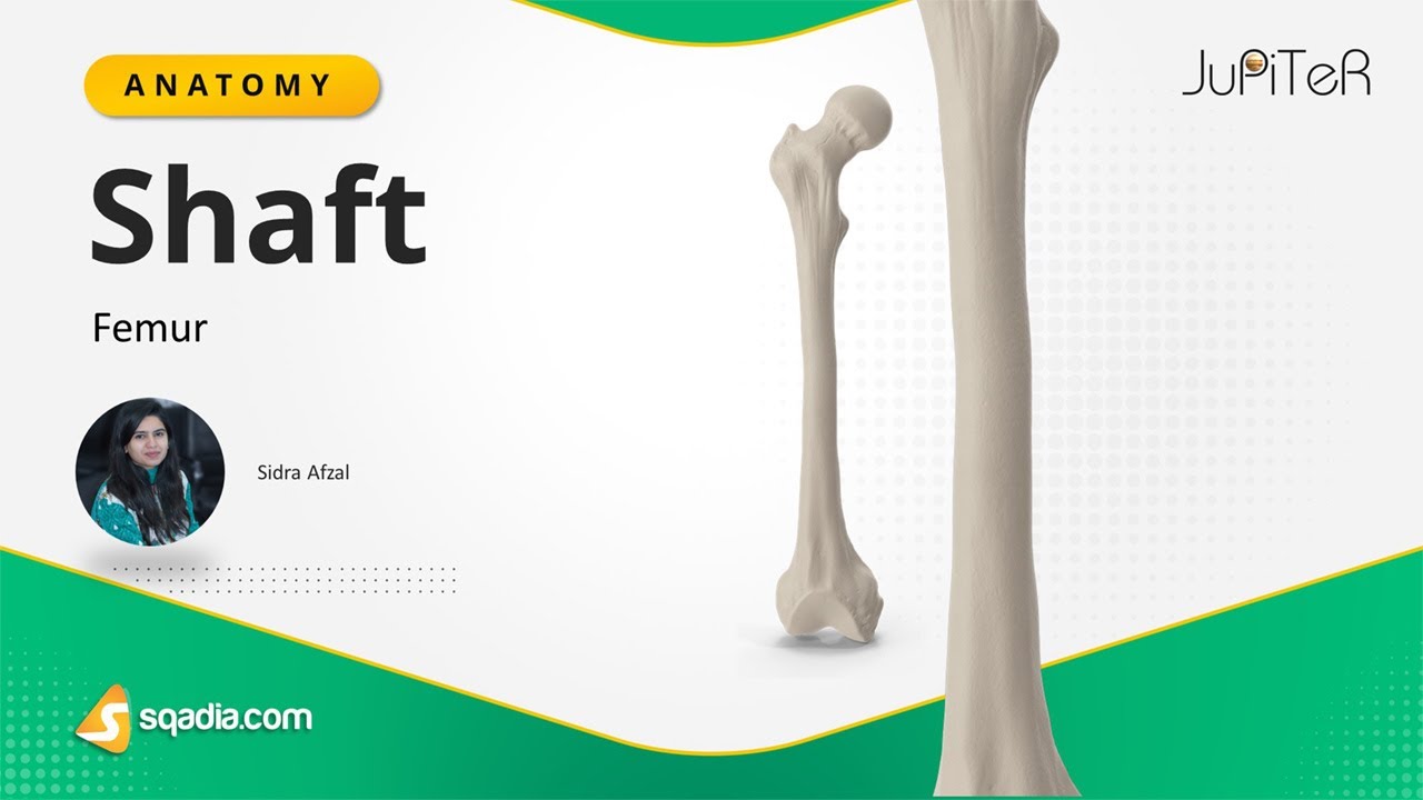 Femur Shaft Bone Anatomy of Lower Limb Skeletal System Medical Student ...