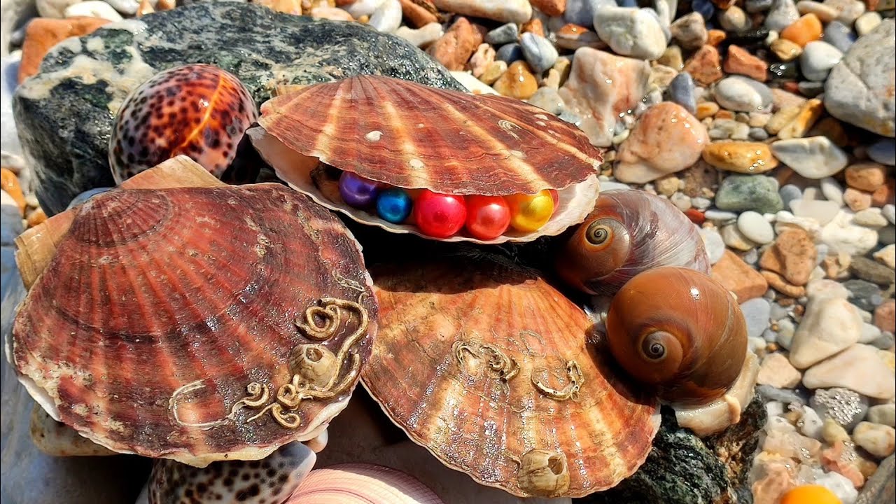 Giant arctic pearl scallops, imagine how big their pearls are? - YouTube