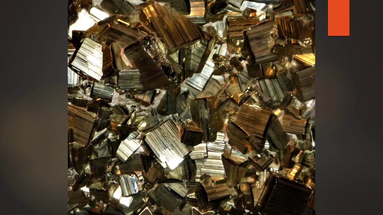 SQUARES IN ANIMALS AND NATURE - YouTube