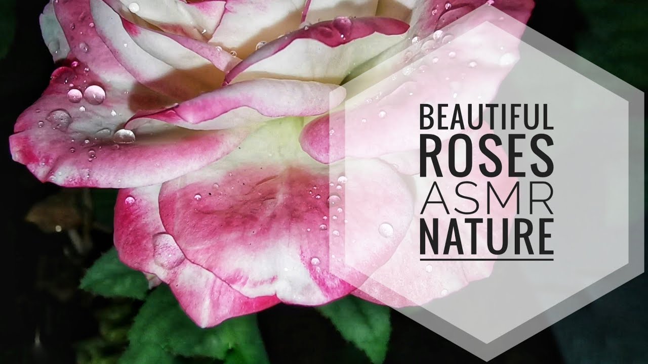 Beautiful Roses | ASMR Nature - YouTube