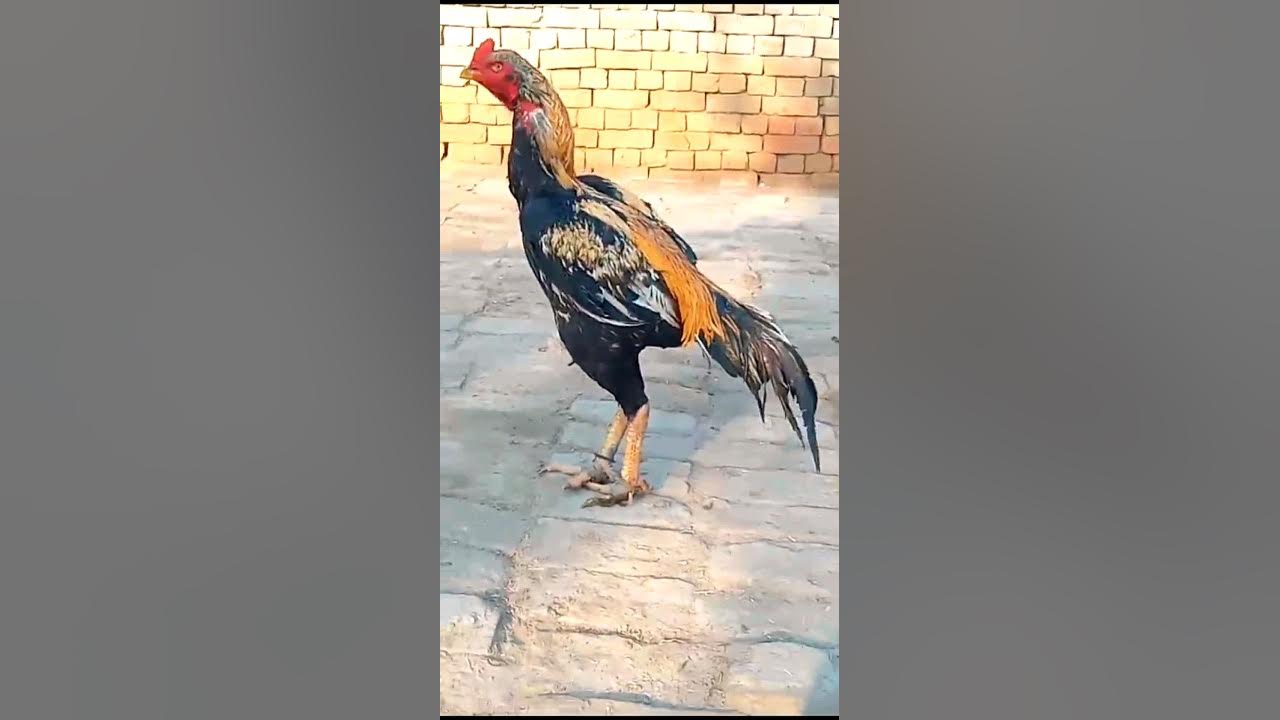 Jawa Aseel Murga 😮| Long Height Aseel Rooster | #aseel #aseelworldwide ...