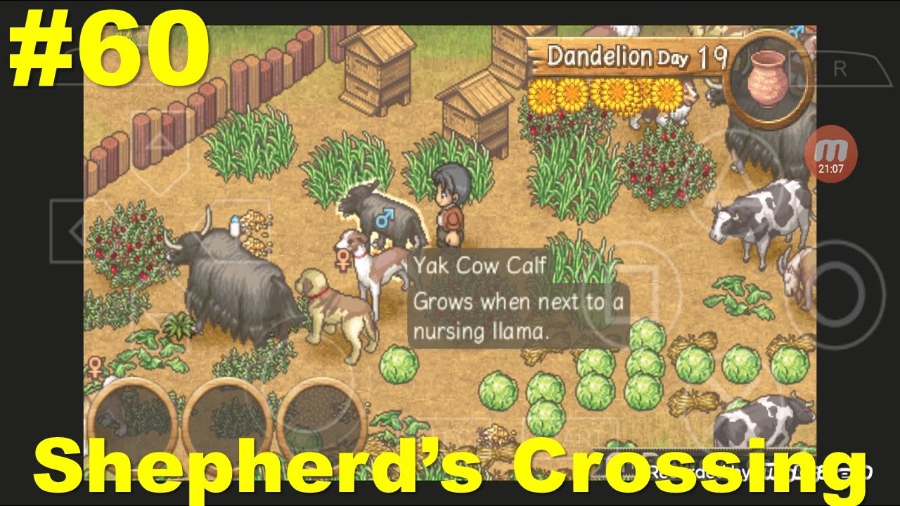 Shepherd's Crossing PSP Gameplay #60 Nursing Young animals as well as ...