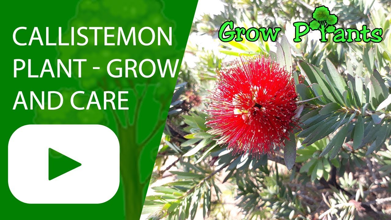 Callistemon plant - growing and care - YouTube