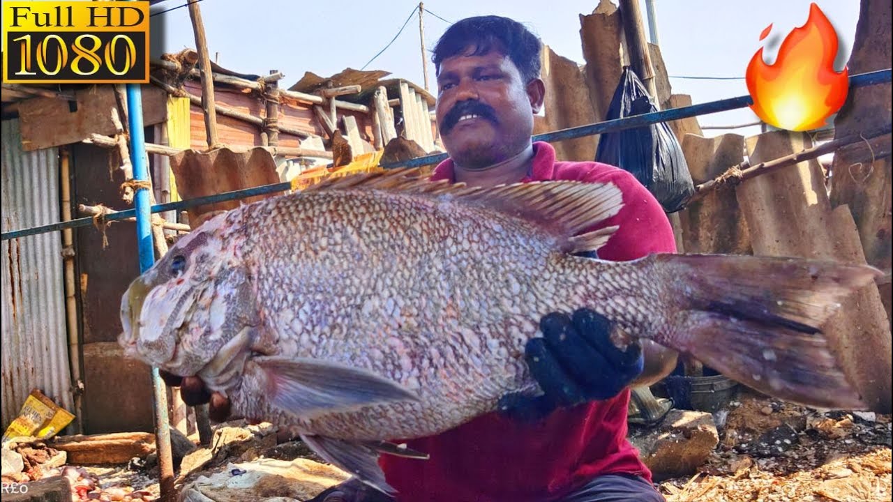 15KG BULKY GROUPER FISH CUTTING💥| KASIMEDU DURAI FISH CUTTING | FISH ...