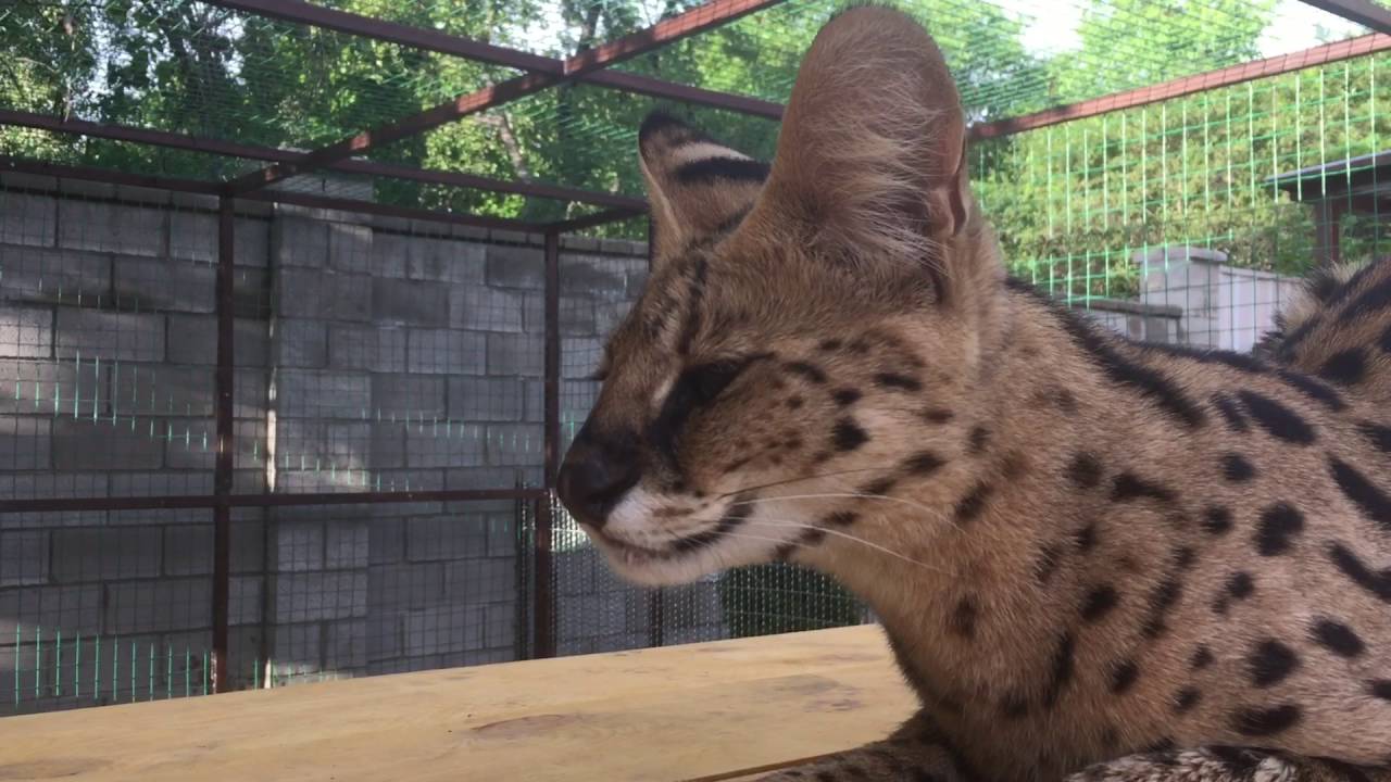 Сервал ругается. Злой сервал. Angry serval cat - YouTube