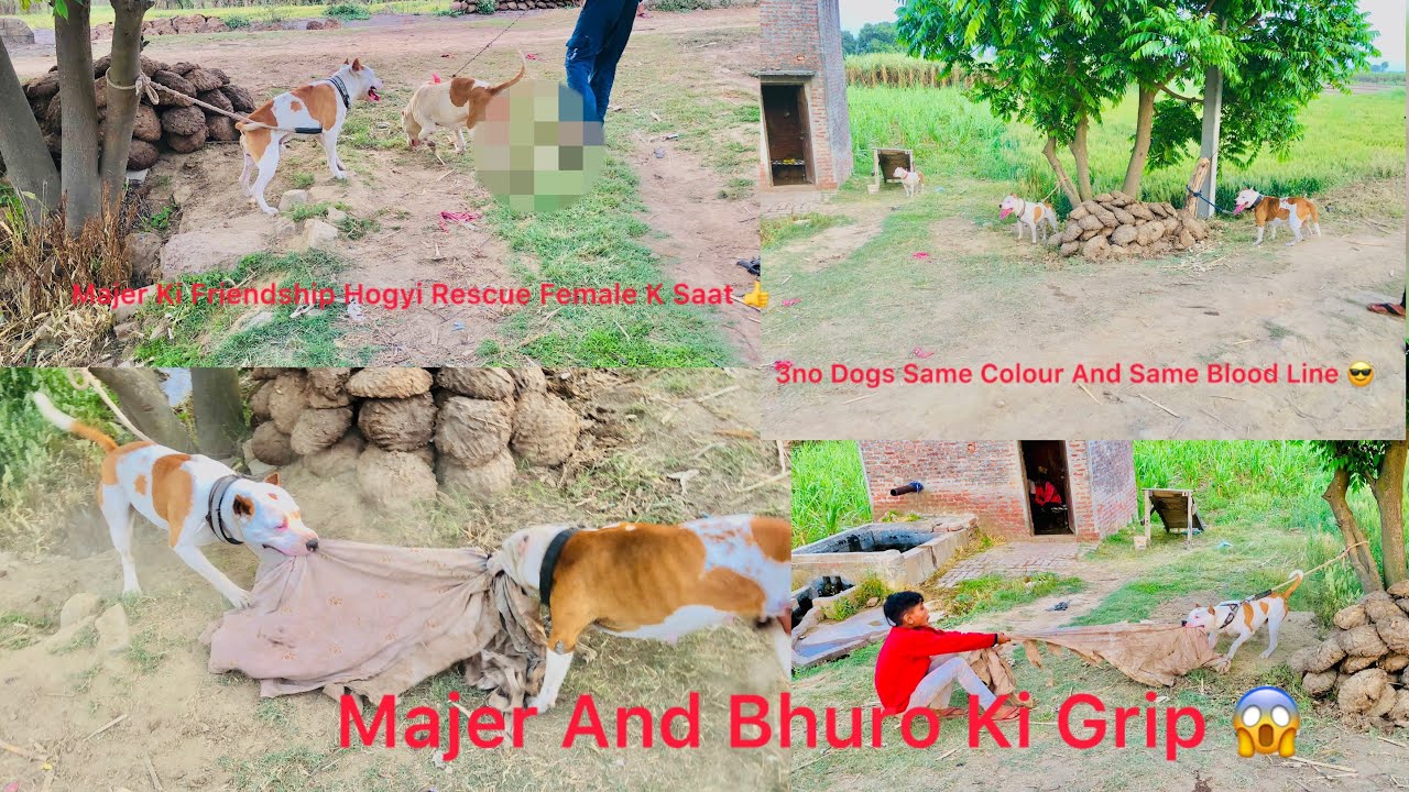3no Dogs Same Same Colour K Ho Gye 💯 // Majer And Bhuro Ki Grip 😱 - YouTube