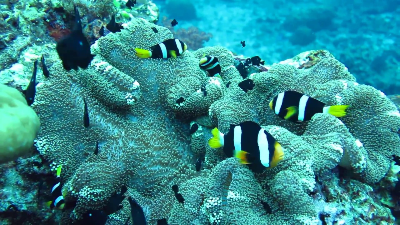 Payoon Trip 2017 - YouTube