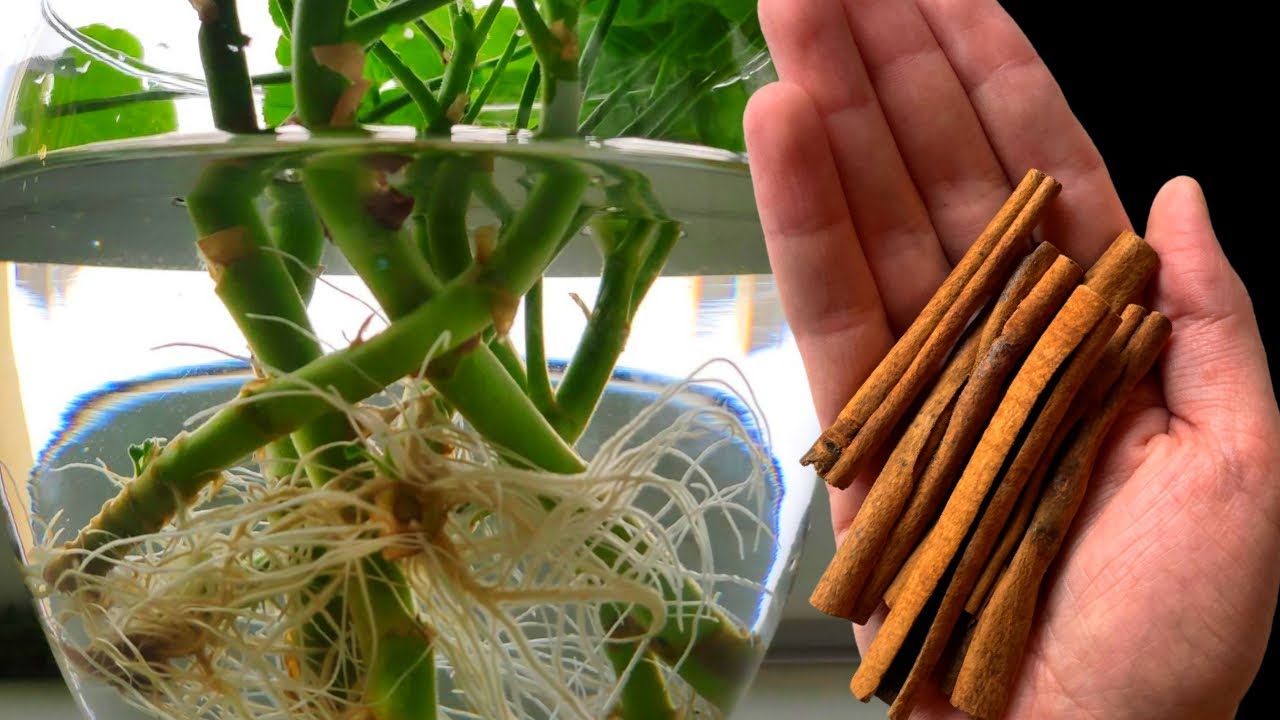 8 POWERFUL HOMEMADE ROOTING HORMONES| Natural Rooting Stimulants for ...