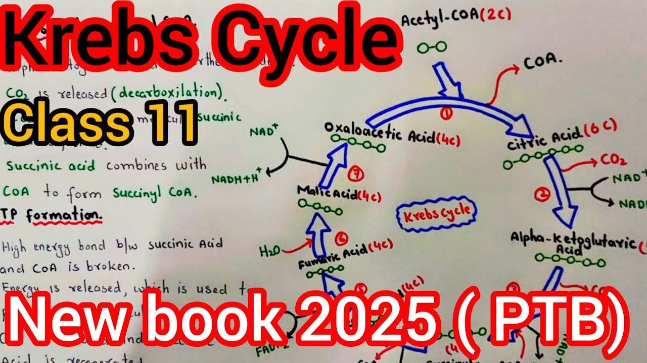Krebs Cycle (Citric Acid Cycle) | Class 11 Biology | New Book 2025 ...