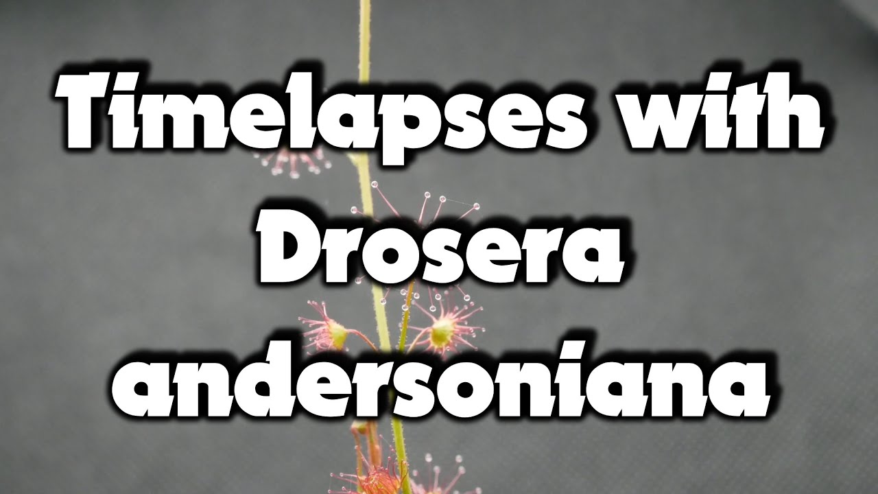 Tuberous Sundew Drosera andersoniana Timelapses - YouTube