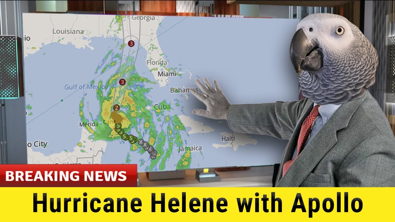 Hurricane Helene Stream | Live w/ Apollo the Talking Parrot - YouTube