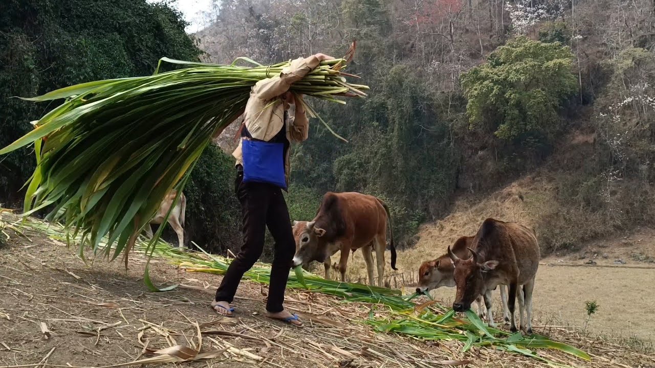 Go mow the grass for the cows to eat. - YouTube