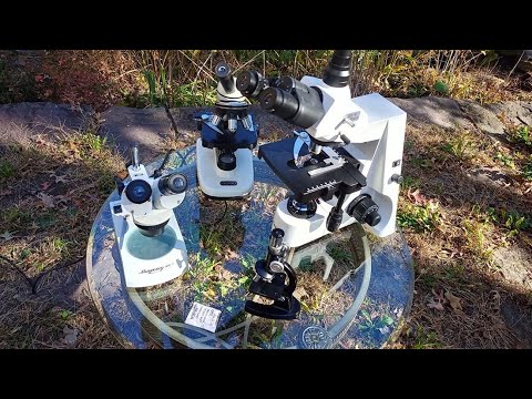 What Is the Best Microscope for Students? Leeuwenhoek's, Kid's, Stereo ...