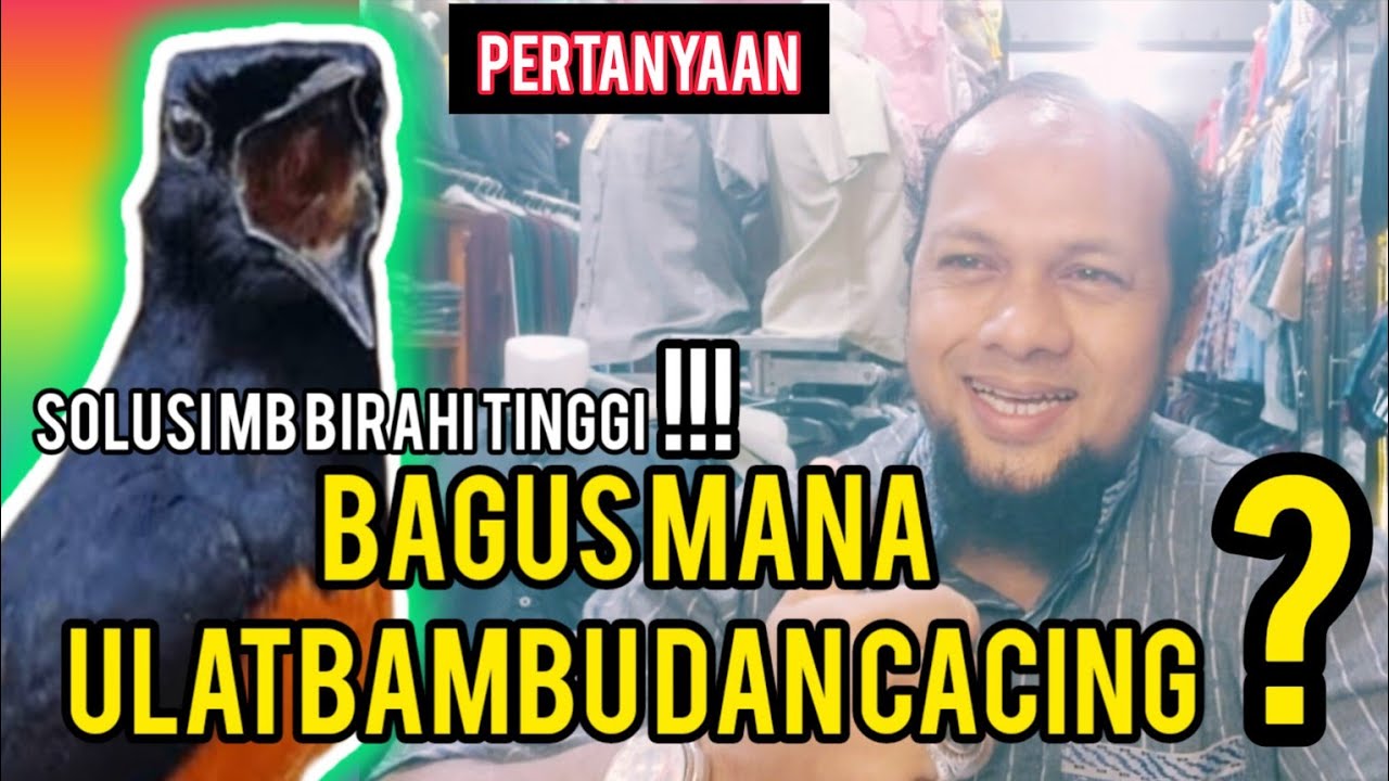 Bagus mana ulat bambu dan cacing dan solusi MB Birahi || sharing santai ...