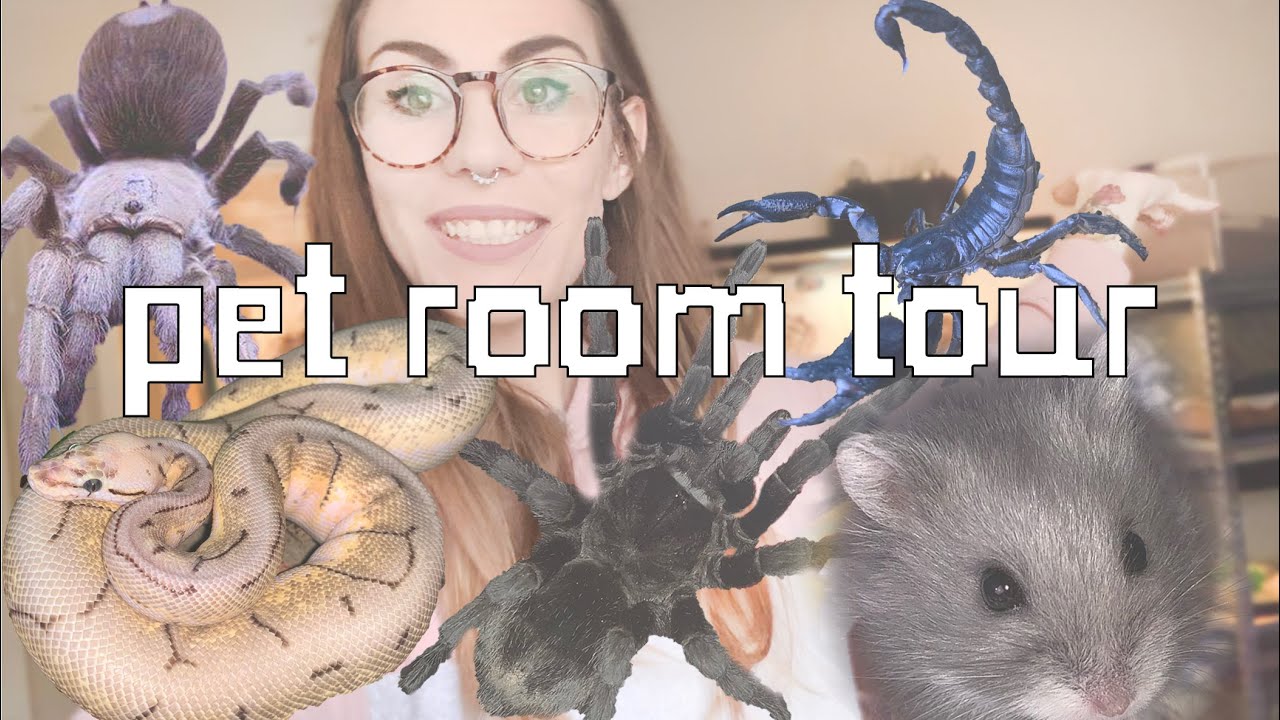 SPOOKY PET ROOM (bedroom) TOUR · Tarantula Kat - YouTube