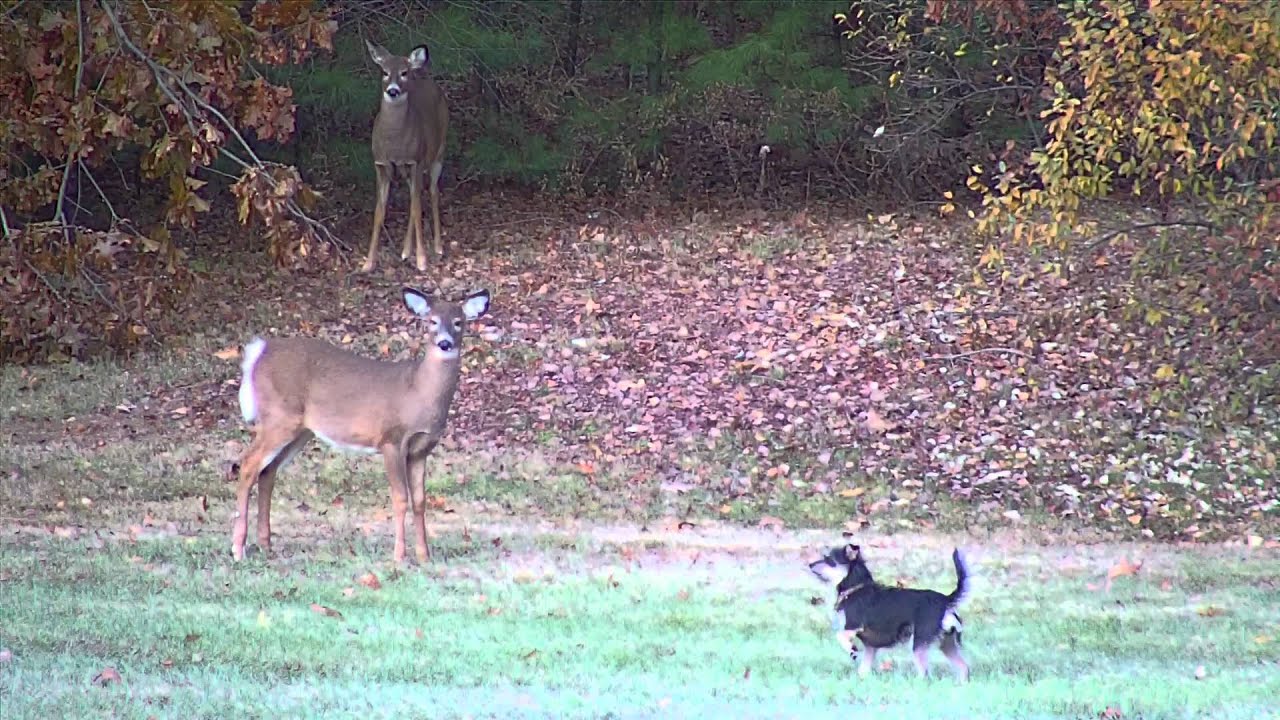 Dog vs Deer - YouTube