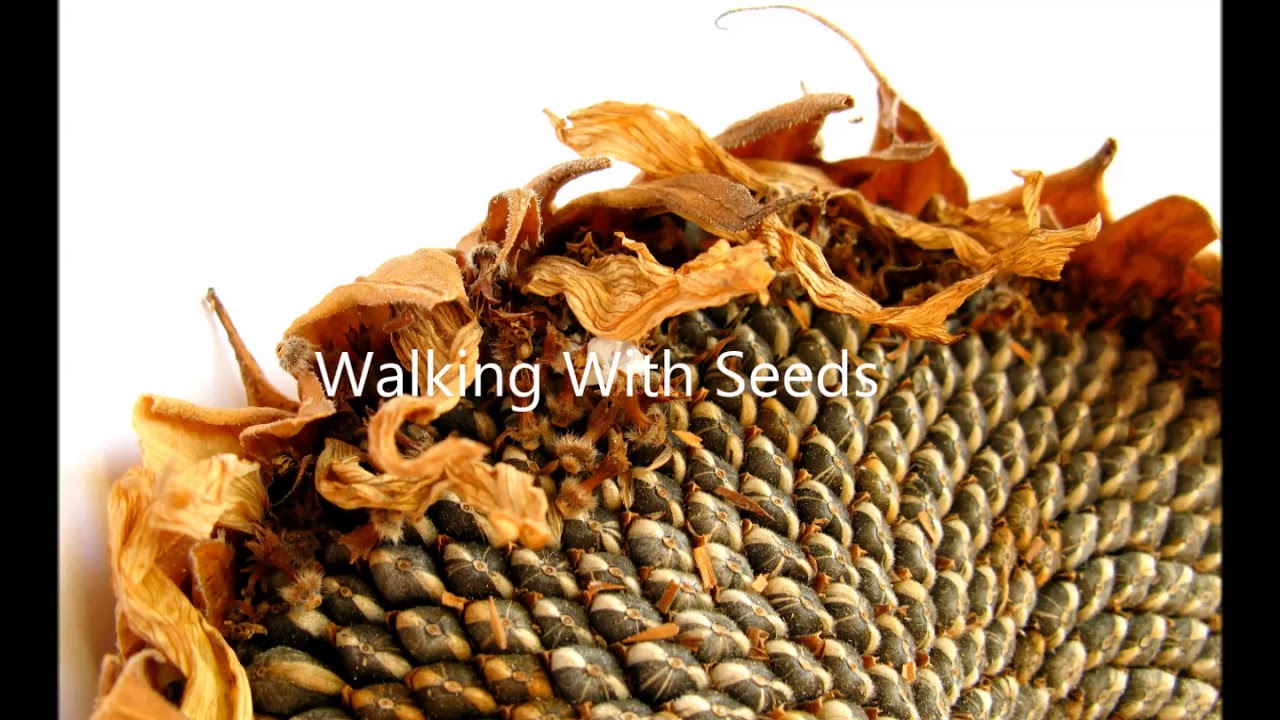 Walking With Seeds - YouTube