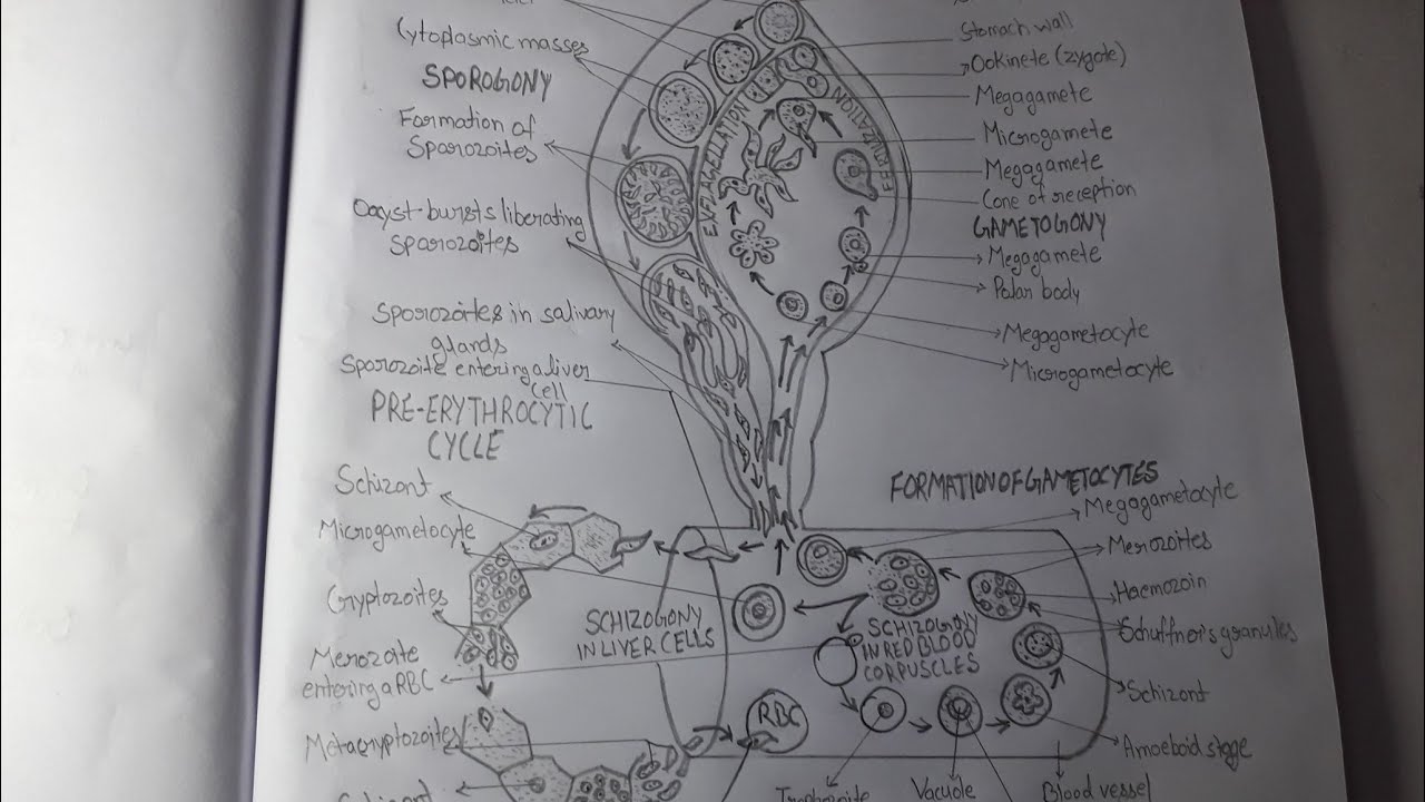 ASEXUAL CYCLE IN MAN /Life cycle of plasmodium vivox//biology diagram ...