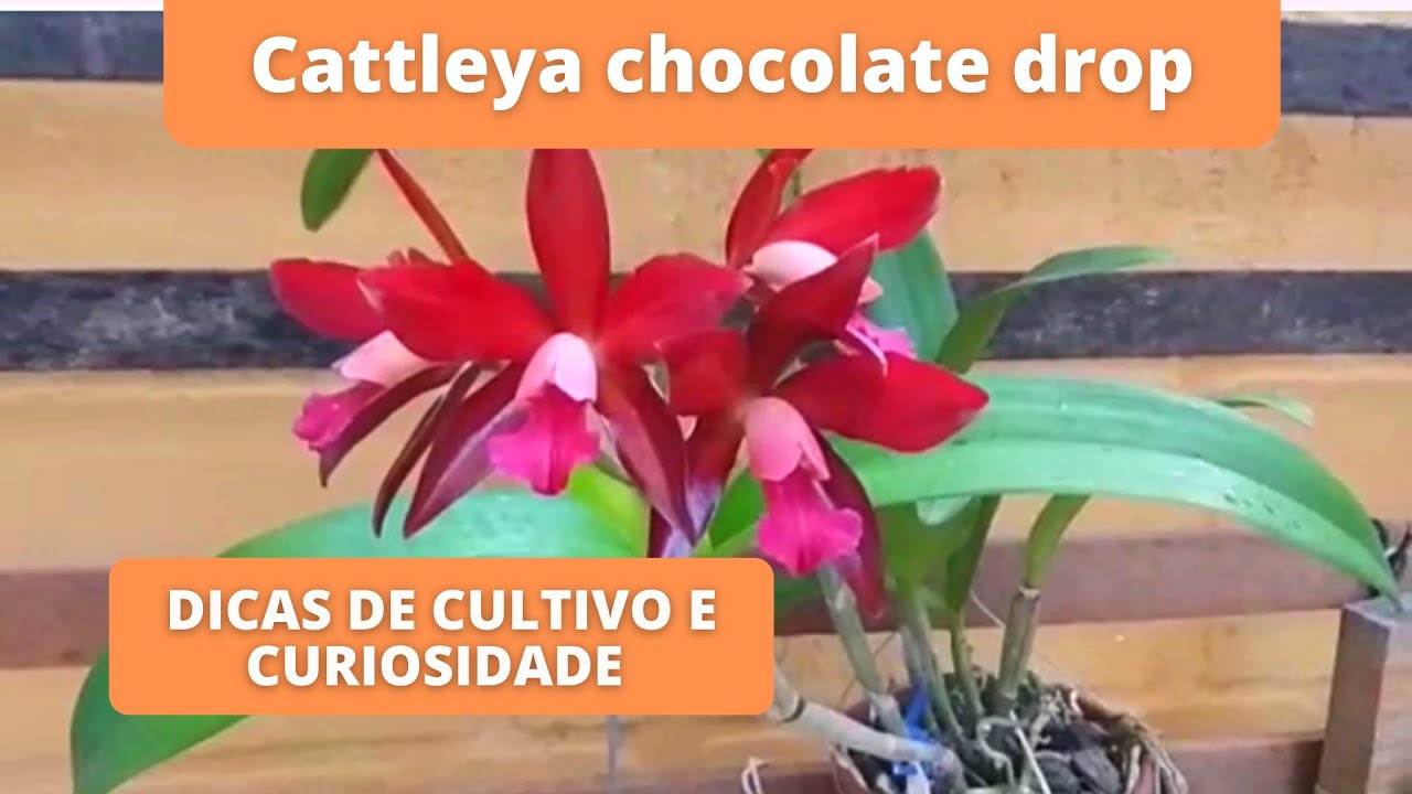 Dicas de cultivo e curiosidade sobre a Cattleya chocolate drop - YouTube