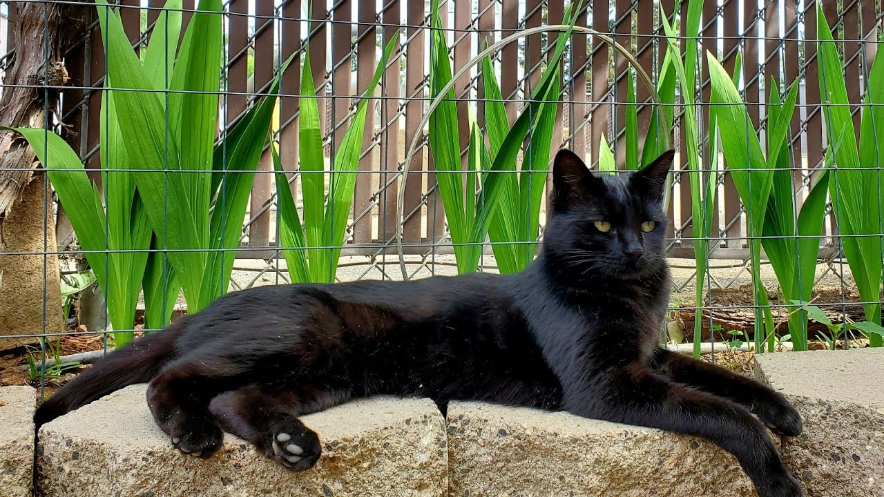 my two cats Boaz and Anna. - YouTube