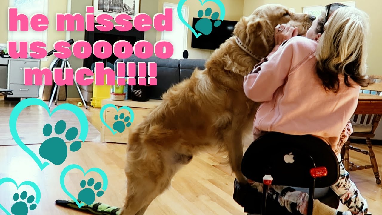 ALTON MISSED US! | Our Golden Retriever's Loving Welcome Home Greeting ...