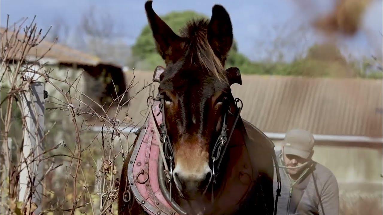 Crozes-Hermitage - Mule Noire - Paul Jaboulet Aîné - YouTube