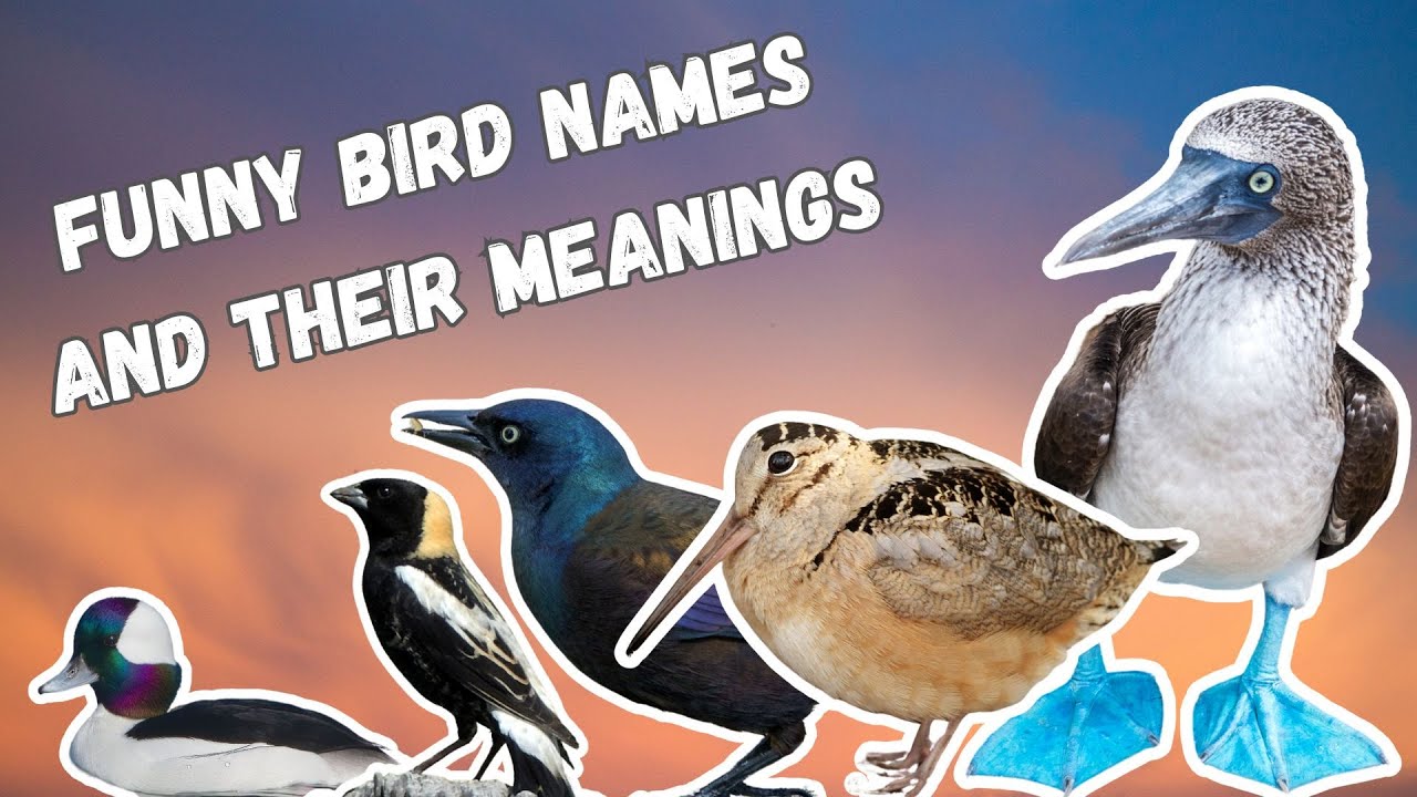 Funny Bird Names | Exploring the Etymology of Bird Names Part 1 - YouTube