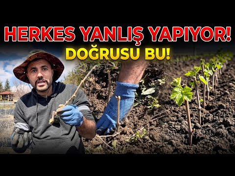 %100 Tutan Yöntem! Ökçeli Çelik ile Asma Çoğaltma (Kimse Anlatmıyor)