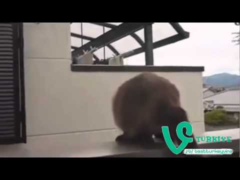 Kendini Superman sanan kedi