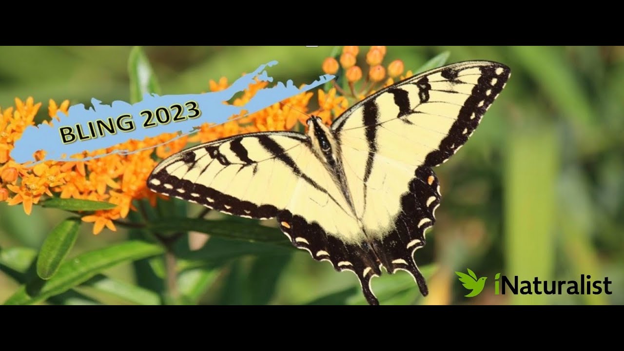 BLING! Biodiversity of Long Island Native Gardens - YouTube
