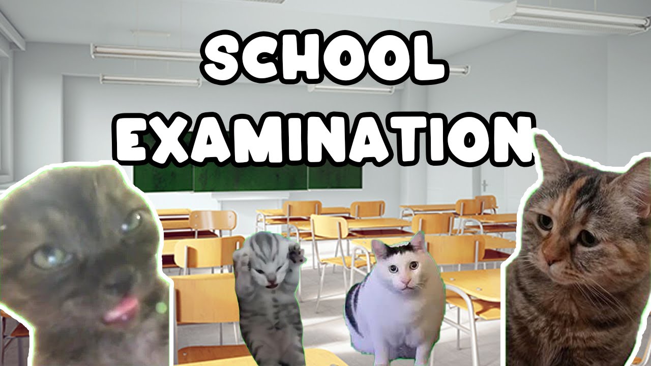 SCHOOL EXAMINATION #cat #catmemes - YouTube