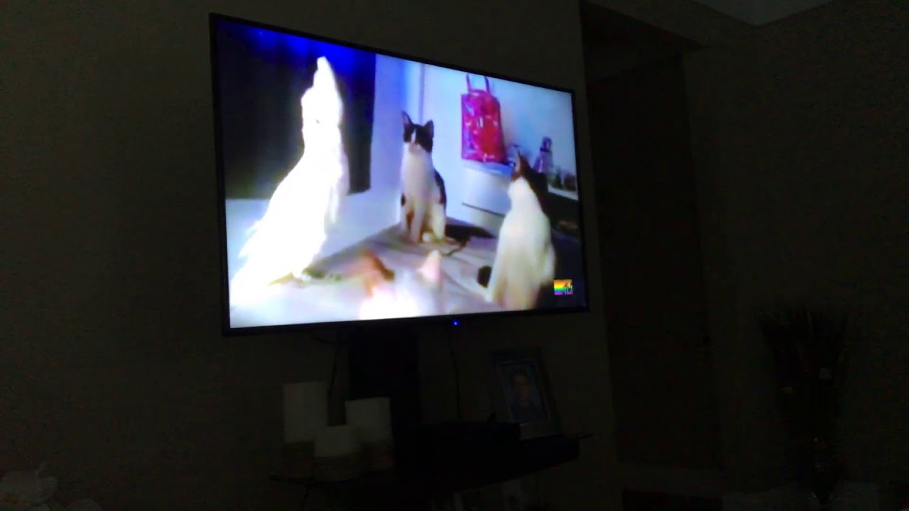 The cats vine - YouTube